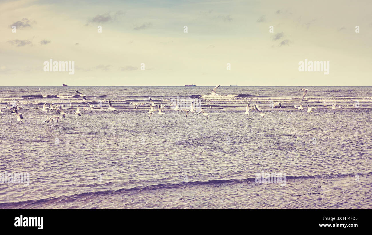Color toned picture of birds flying low over water Stock Photo - Alamy