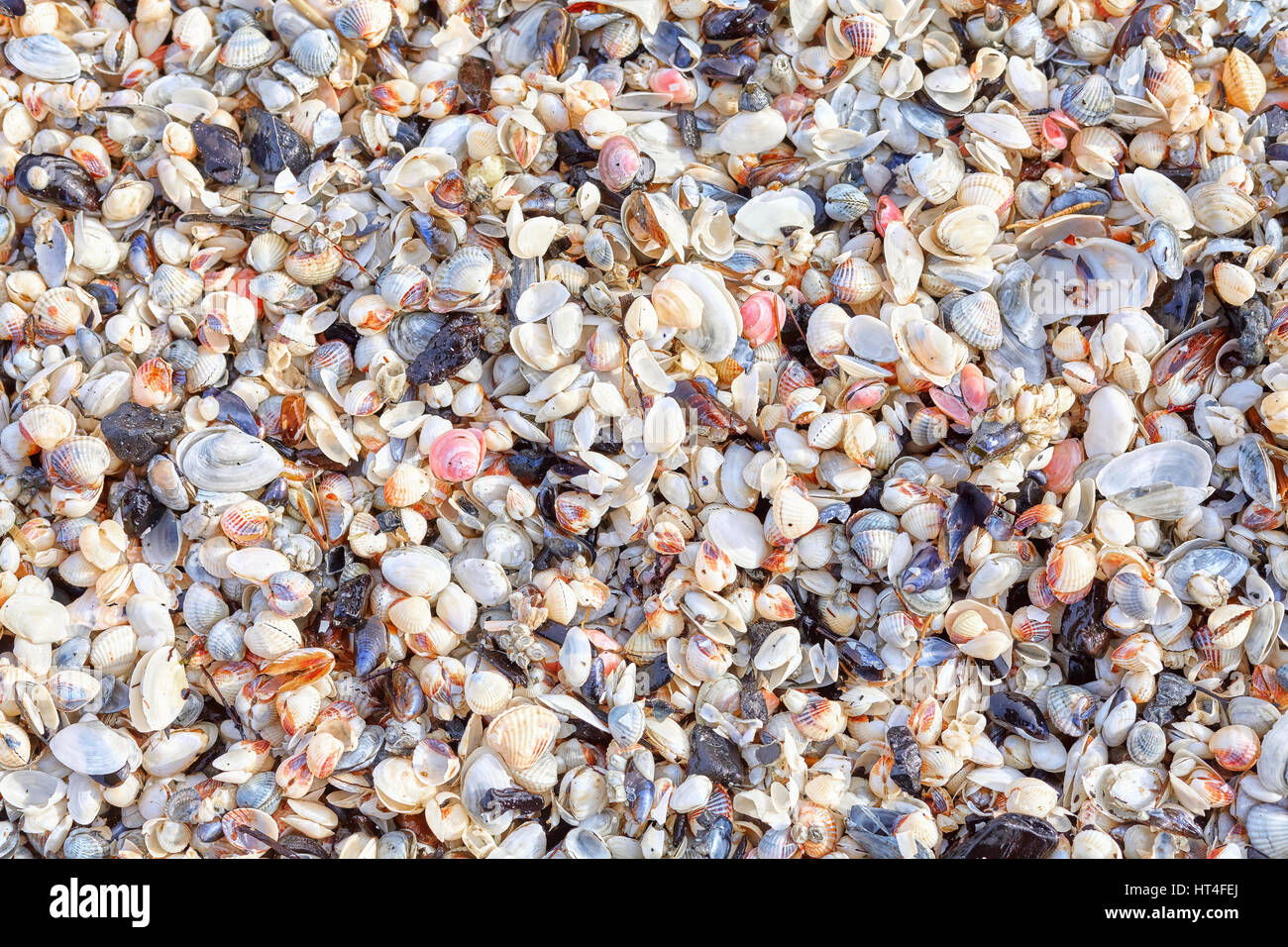 Seashell texture hi-res stock photography and images - Alamy
