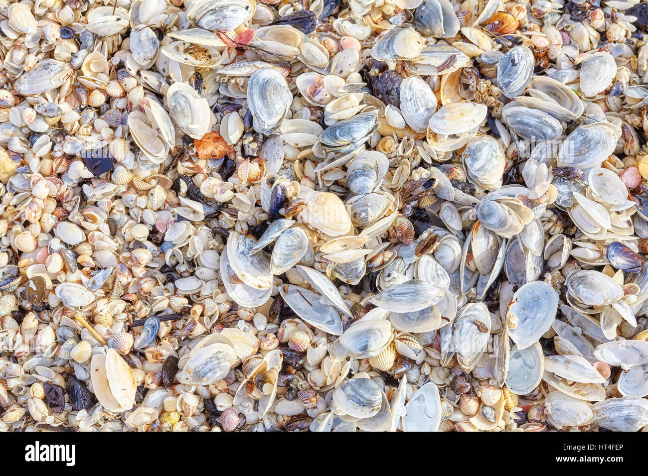 Seashell texture hi-res stock photography and images - Alamy
