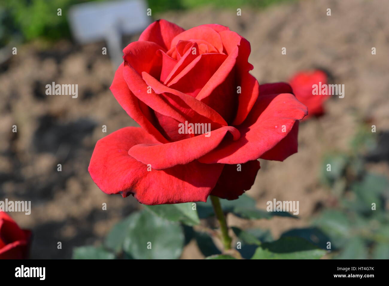 Sweet inspiration rose hi-res stock photography and images - Alamy