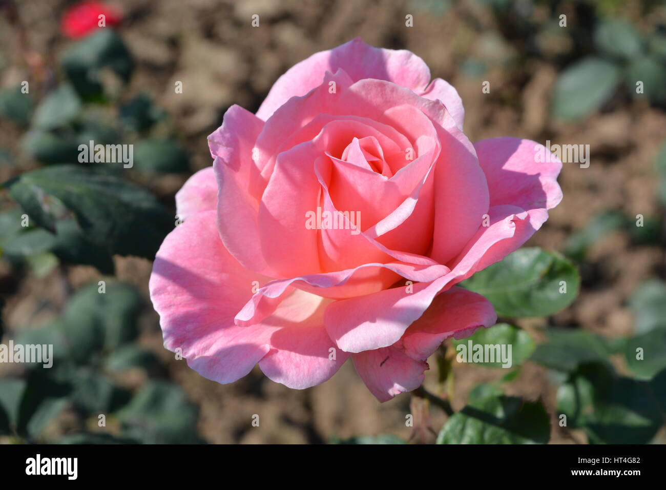 Sweet inspiration rose hi-res stock photography and images - Alamy