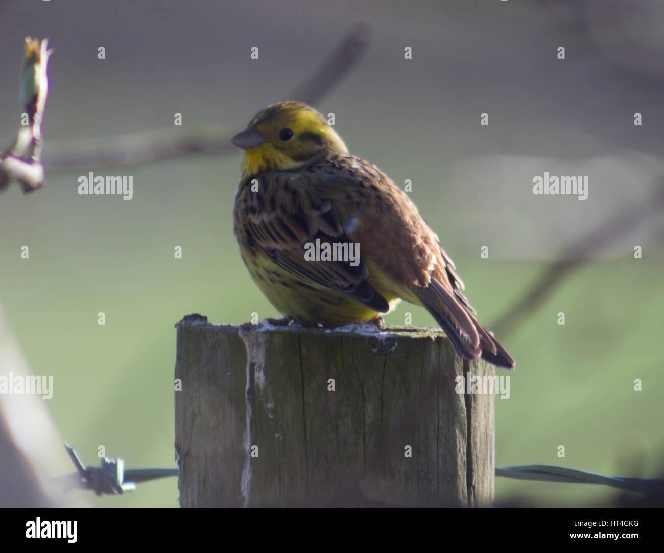Bird sat on a fence post Stock Photo - Alamy