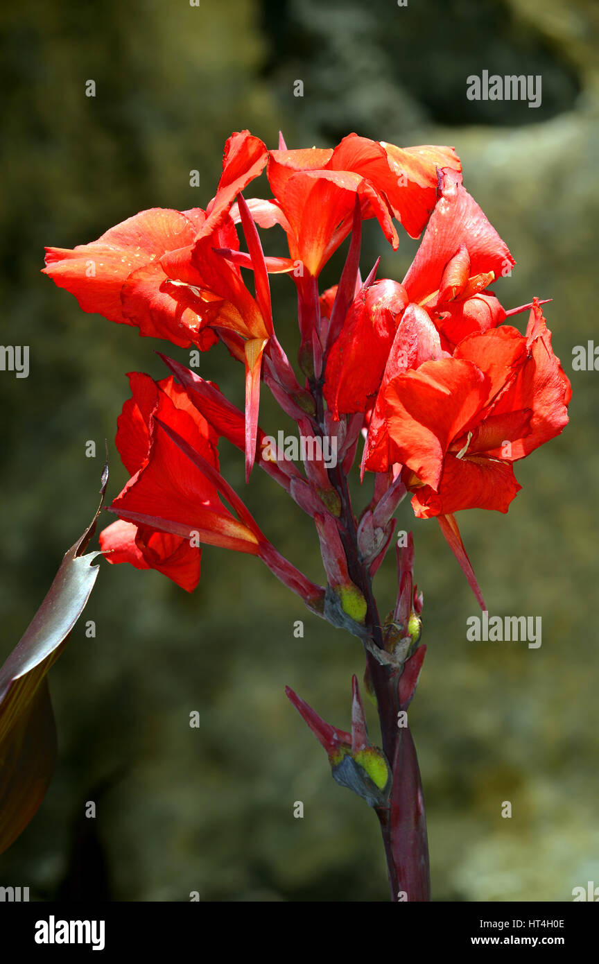 Canna generalis hi-res stock photography and images - Alamy