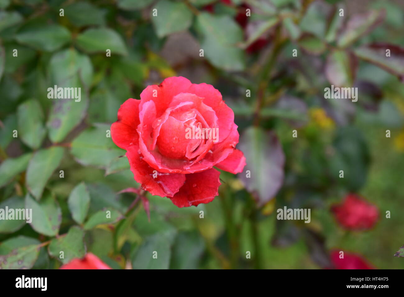 Pink-red rose petals with raindrops Stock Photo - Alamy