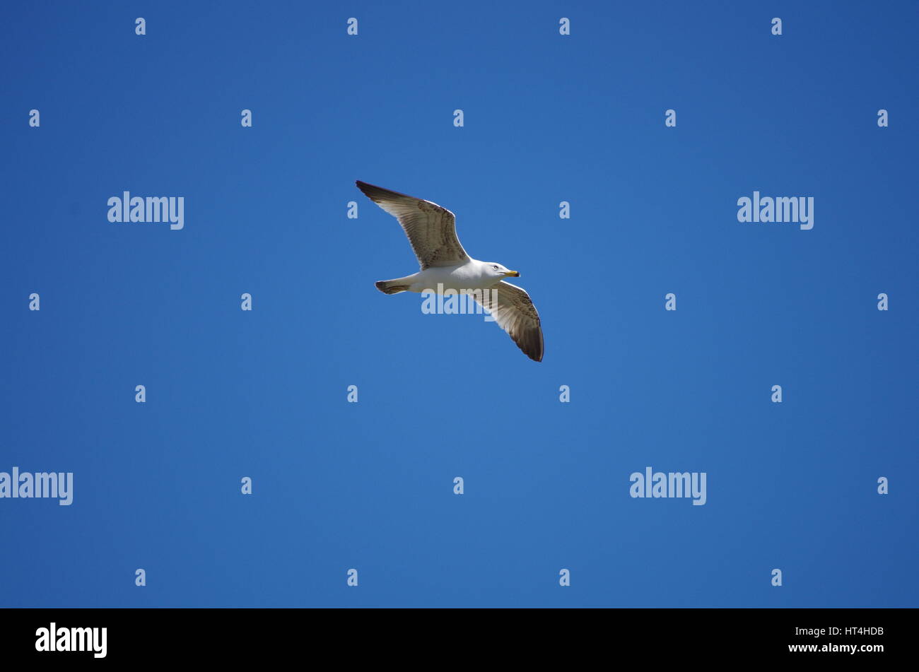 flying beauty seagull Stock Photo - Alamy