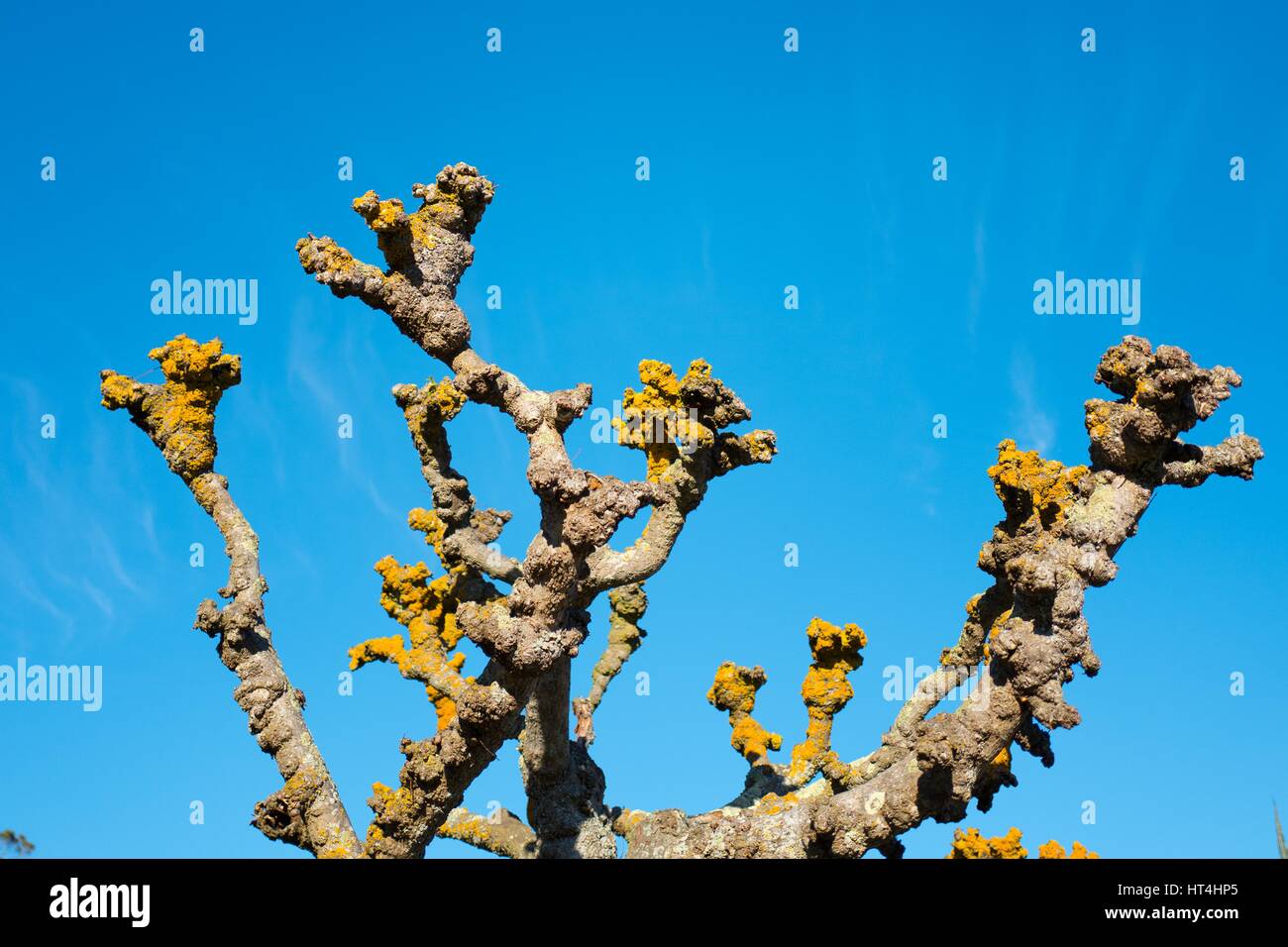 Pollarded tree hi-res stock photography and images - Alamy