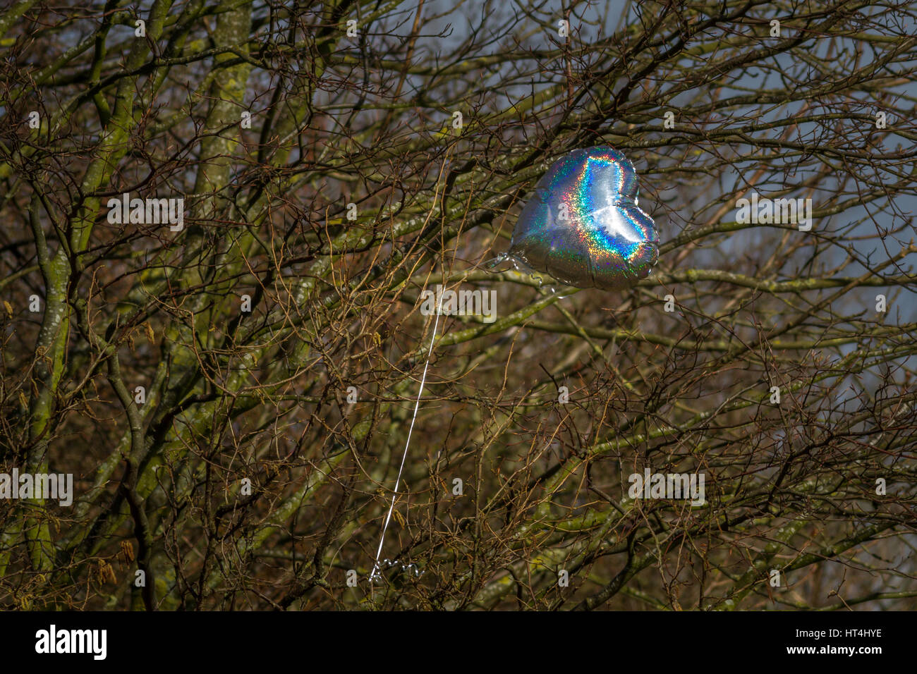 Lost heart-shaped helium balloon stuck in a tree Stock Photo - Alamy
