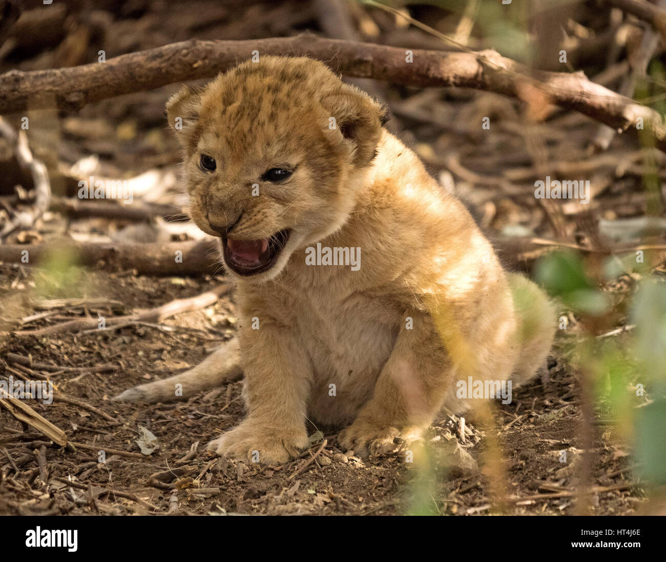 Tiny lion cub (Panthera leo) with eyes recently opened hidden in deep ...
