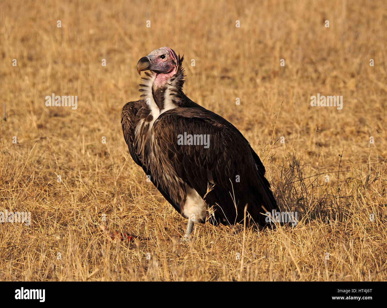 Lappet-faced Vulture (Torgos tracheliotus) walking with ruff of neck ...