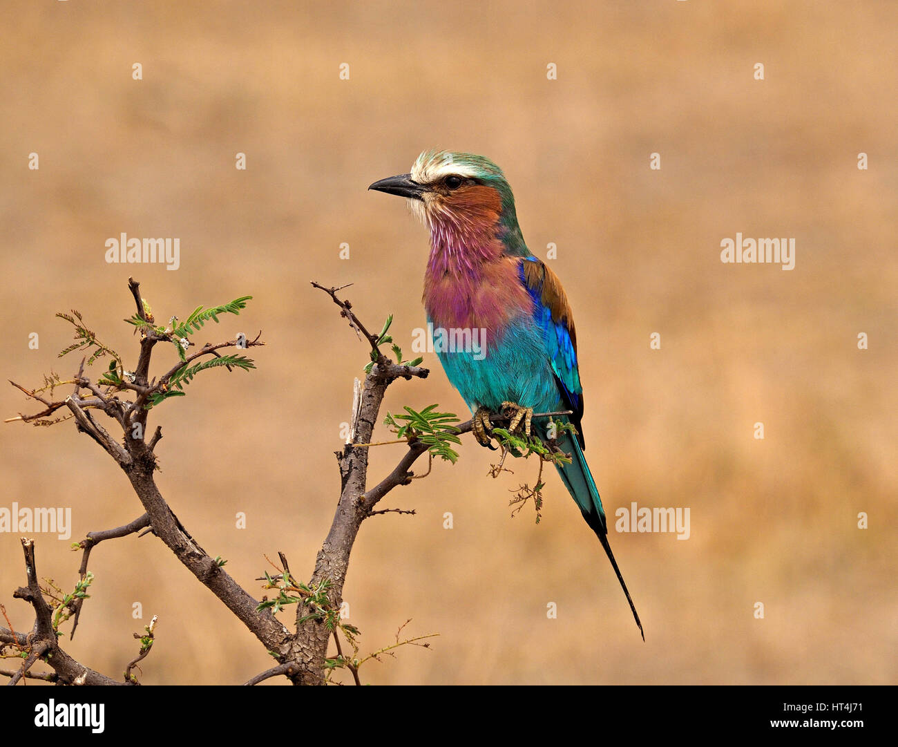 Lilac-breasted Roller (Coracius caudata) on acacia hawking perch in the ...