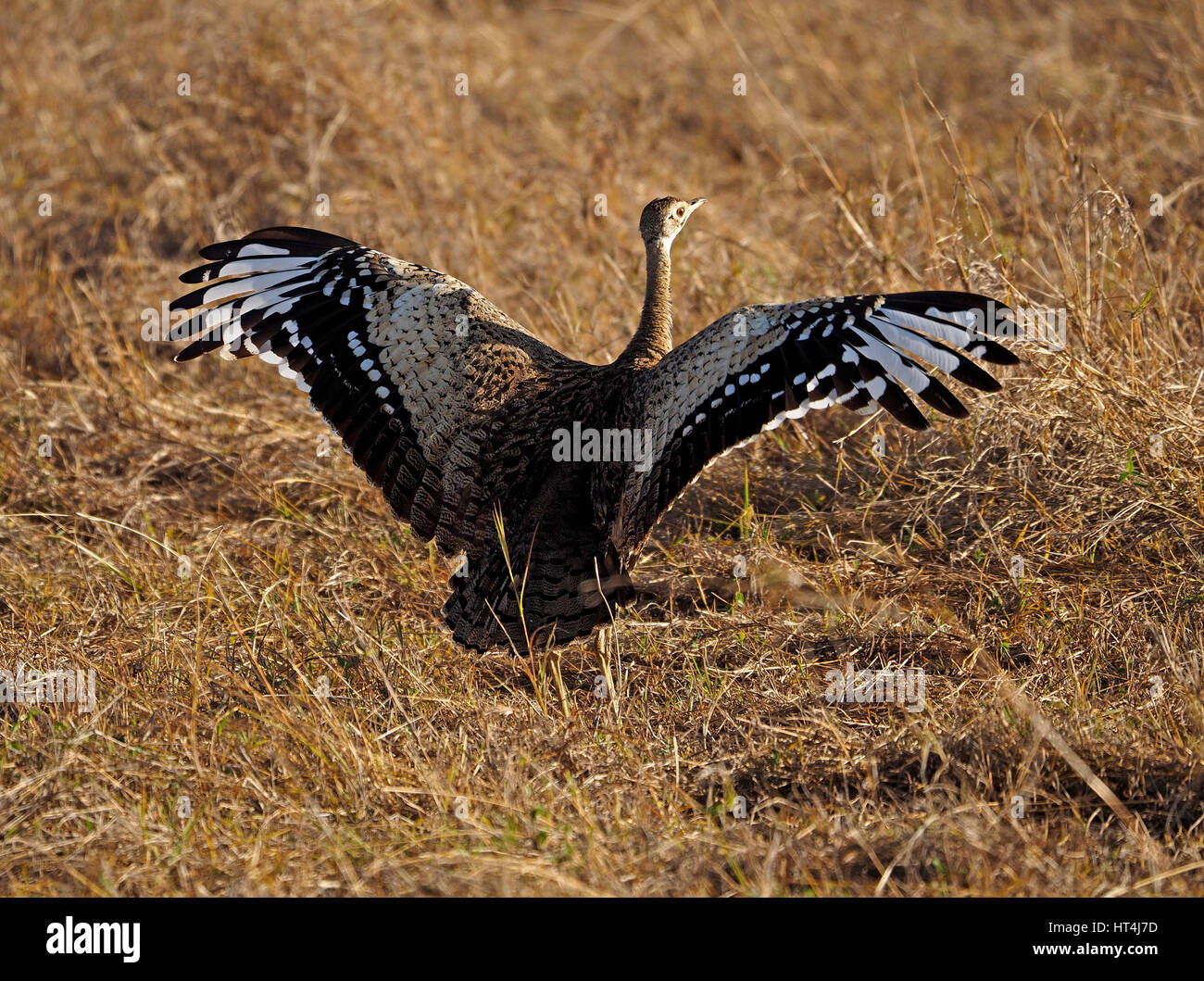 Ground-feeding black-bellied bustard (Lissotis melanogaster) with ...