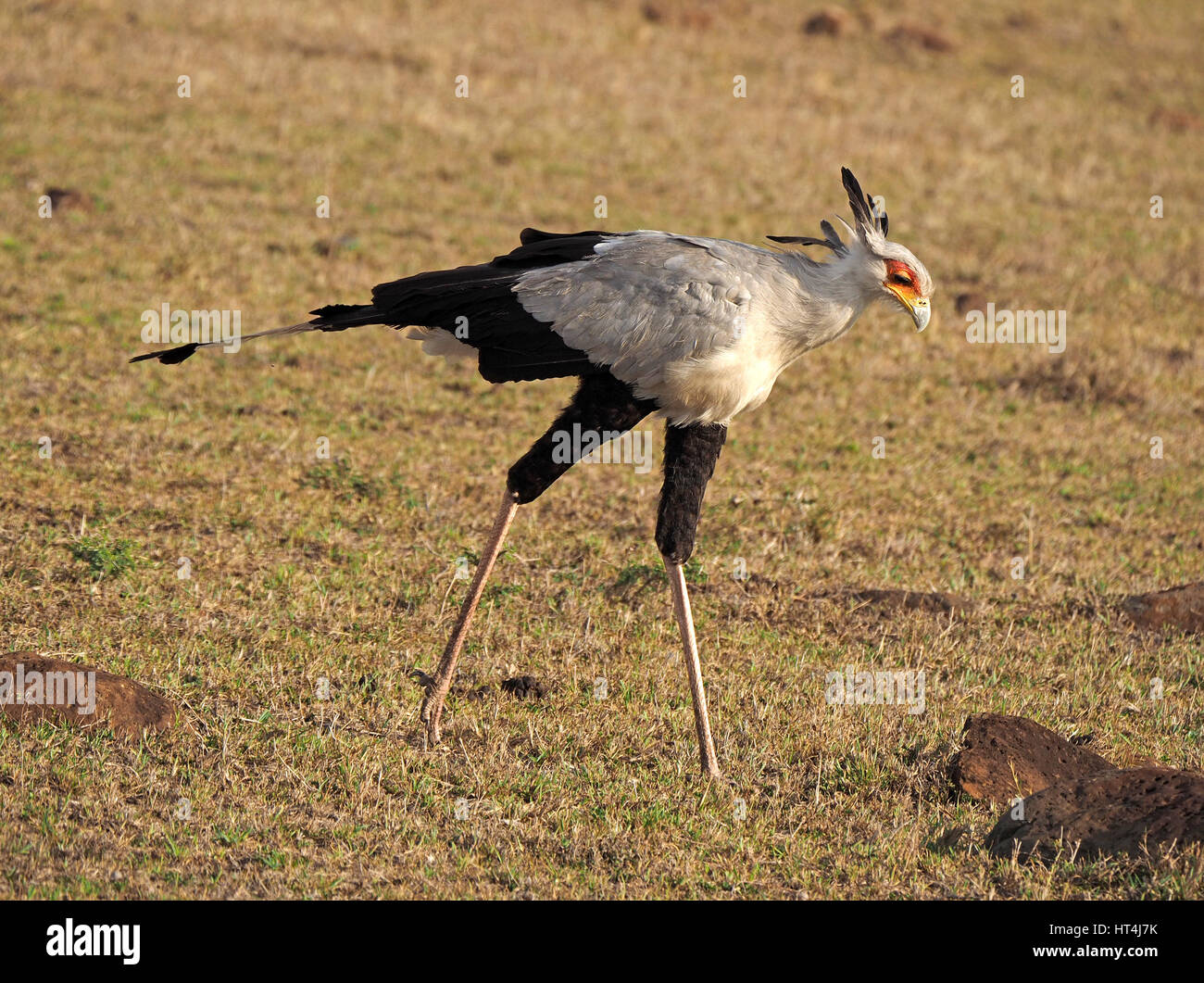 Secretary Bird (Sagittarius serpentarius) hunting on short grass plains ...