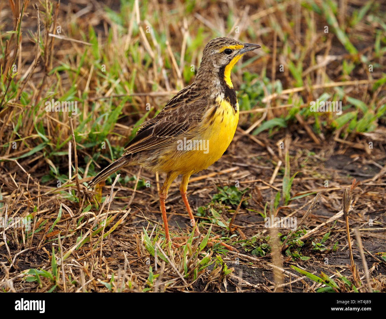 Yellow-throated Longclaw (Macronyx croceus) foraging on ground in the ...
