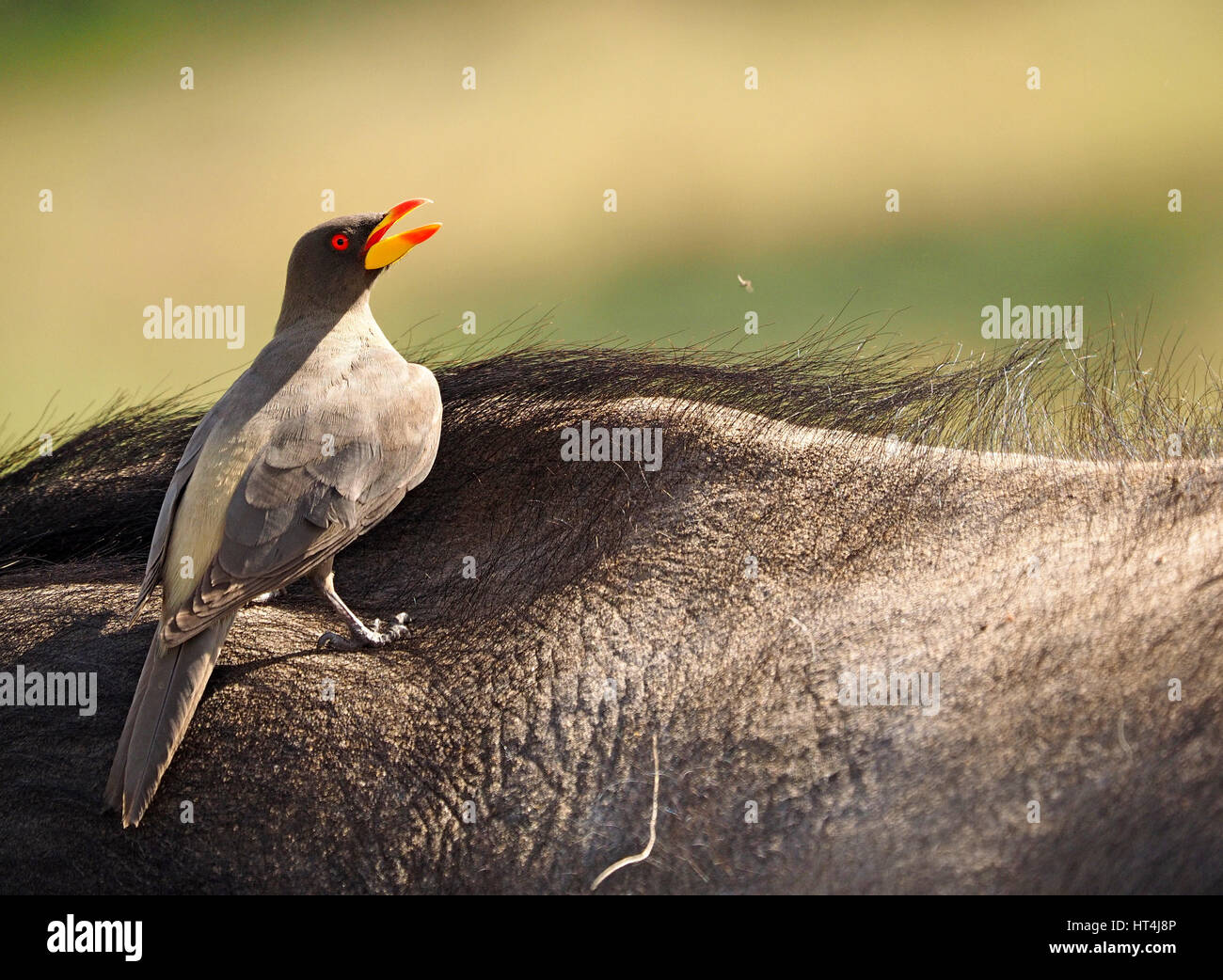 Tickbird hi-res stock photography and images - Alamy