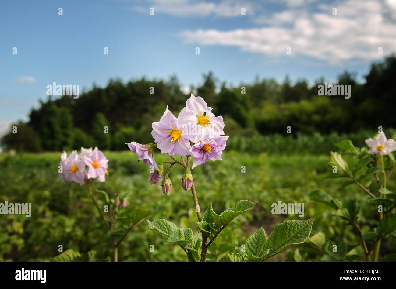 the garden beautiful blooming potato on a background of green forest ...