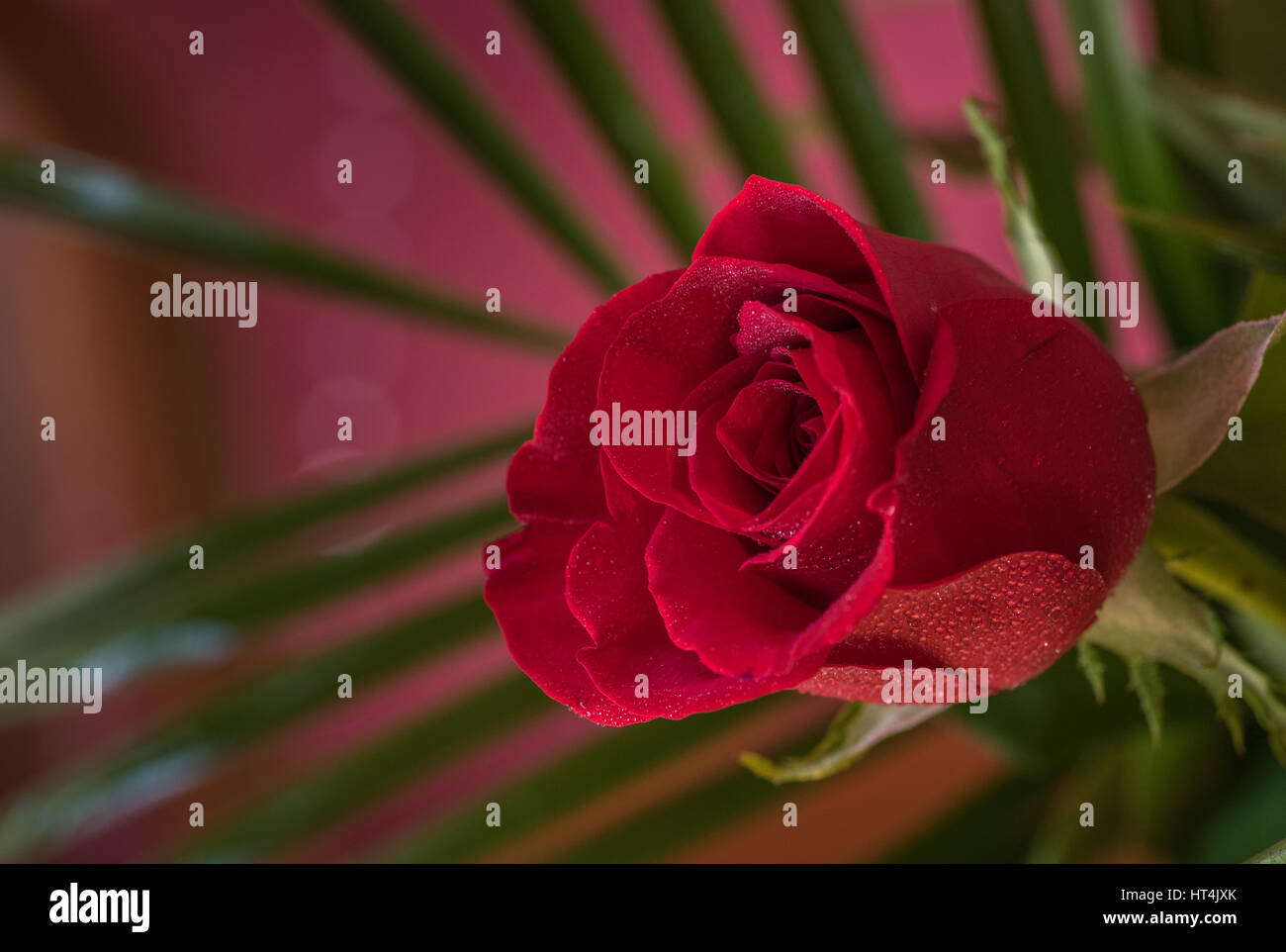 Close-up of a red rose head in the dark background Stock Photo - Alamy