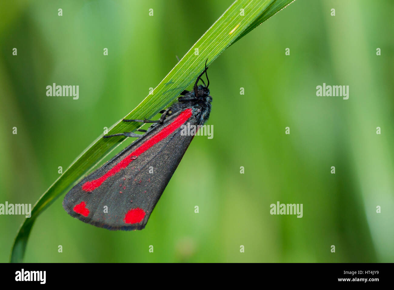 Cinnabar moth (Tyria jacobaeae) resting in a meadow drying his wings ...