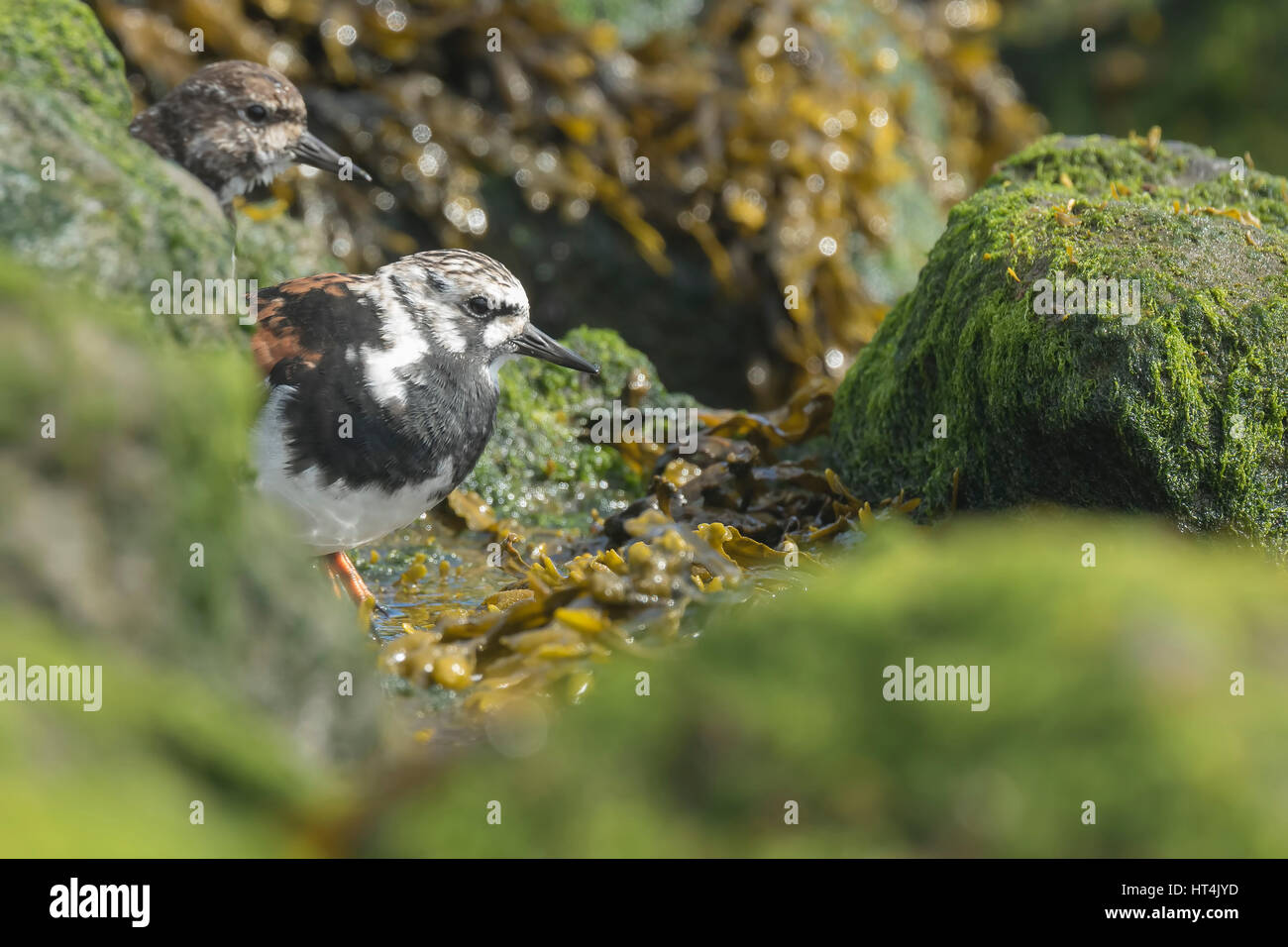 Ruddy turnstone wading bird, Arenaria interpres, foraging in between ...