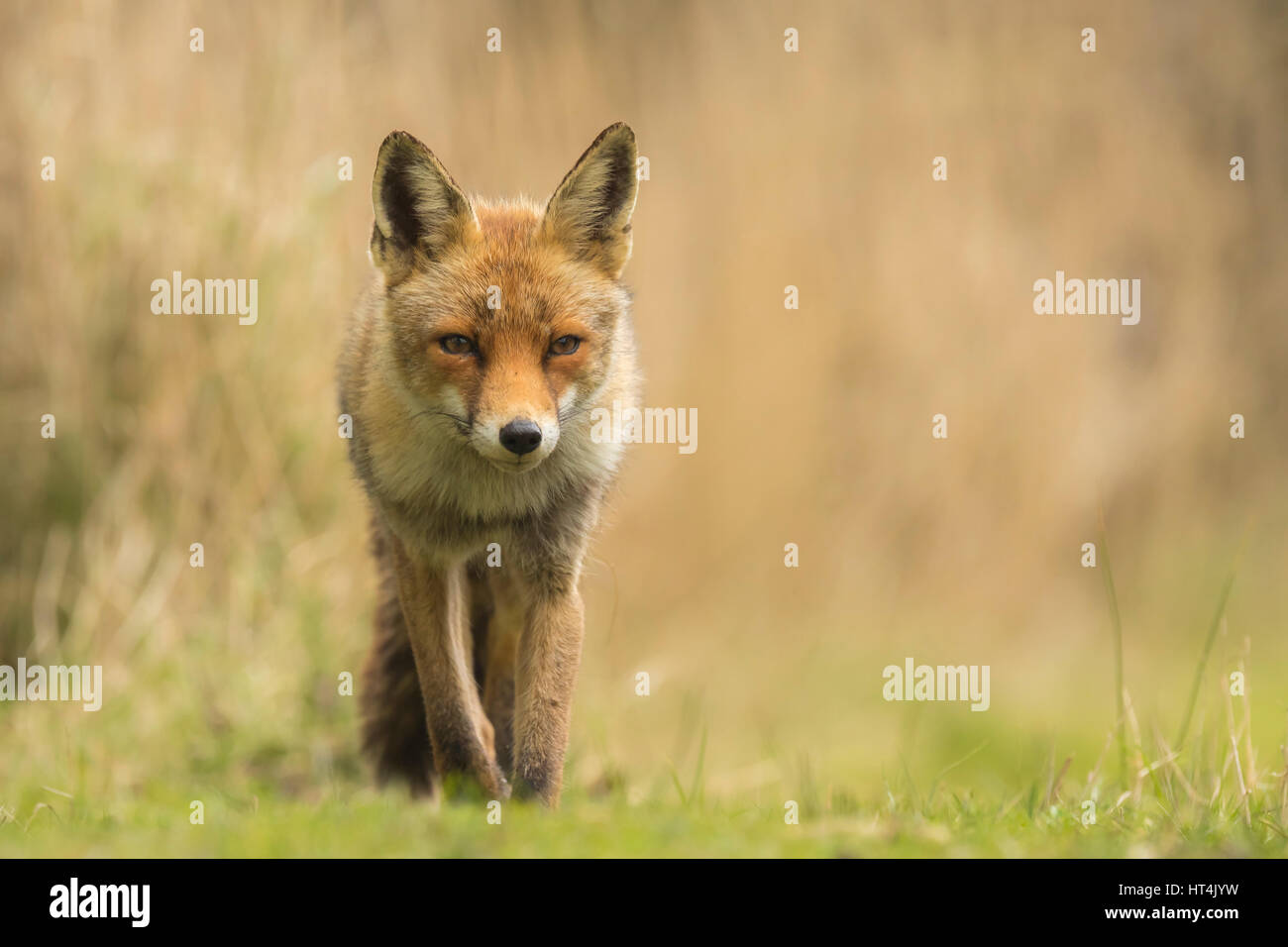 Wild young red fox (vulpes vulpes) vixen scavenging in a forest Stock Photo - Alamy