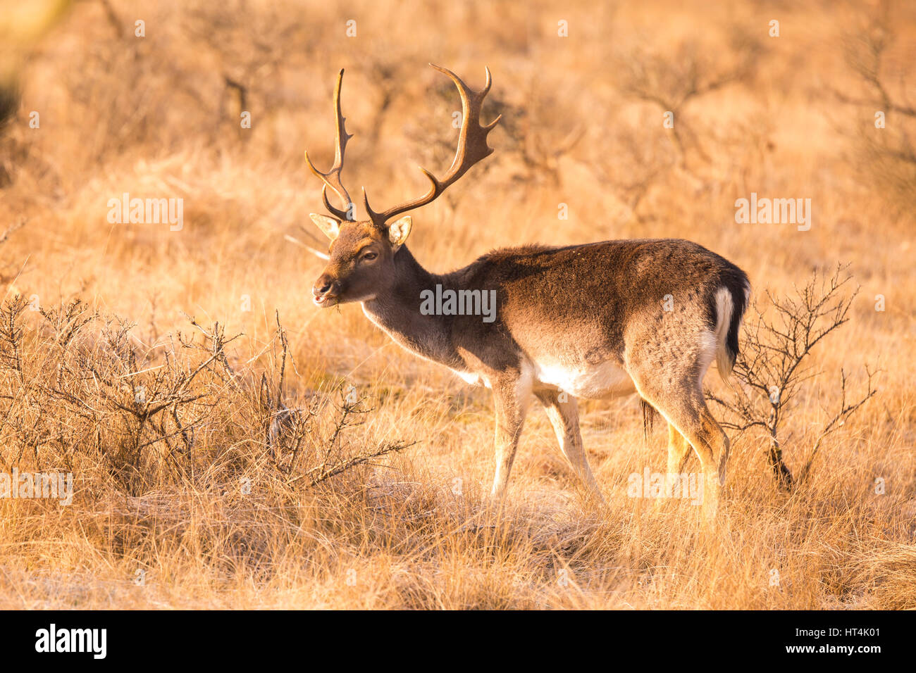 Fallow deer (Dama Dama) stag with big antlers walking in a yellow ...