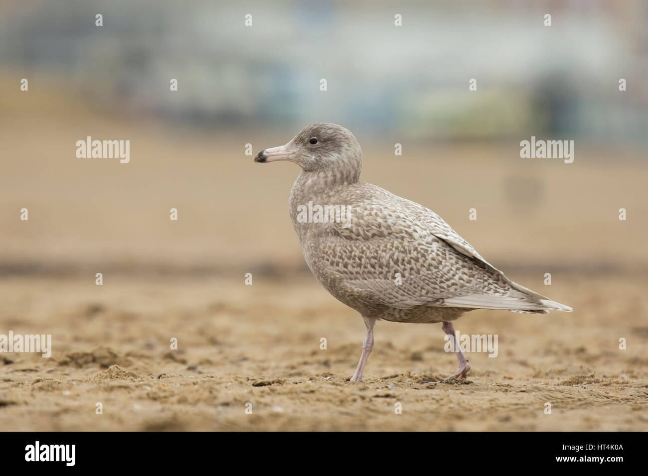 Portrait close up of a glaucous gull Larus hyperboreus on the Dutch ...