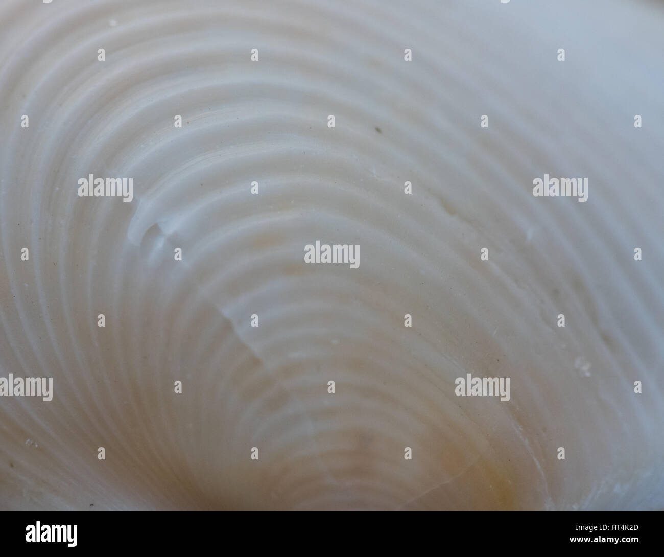 Ripples in White Shell fan across image Stock Photo - Alamy