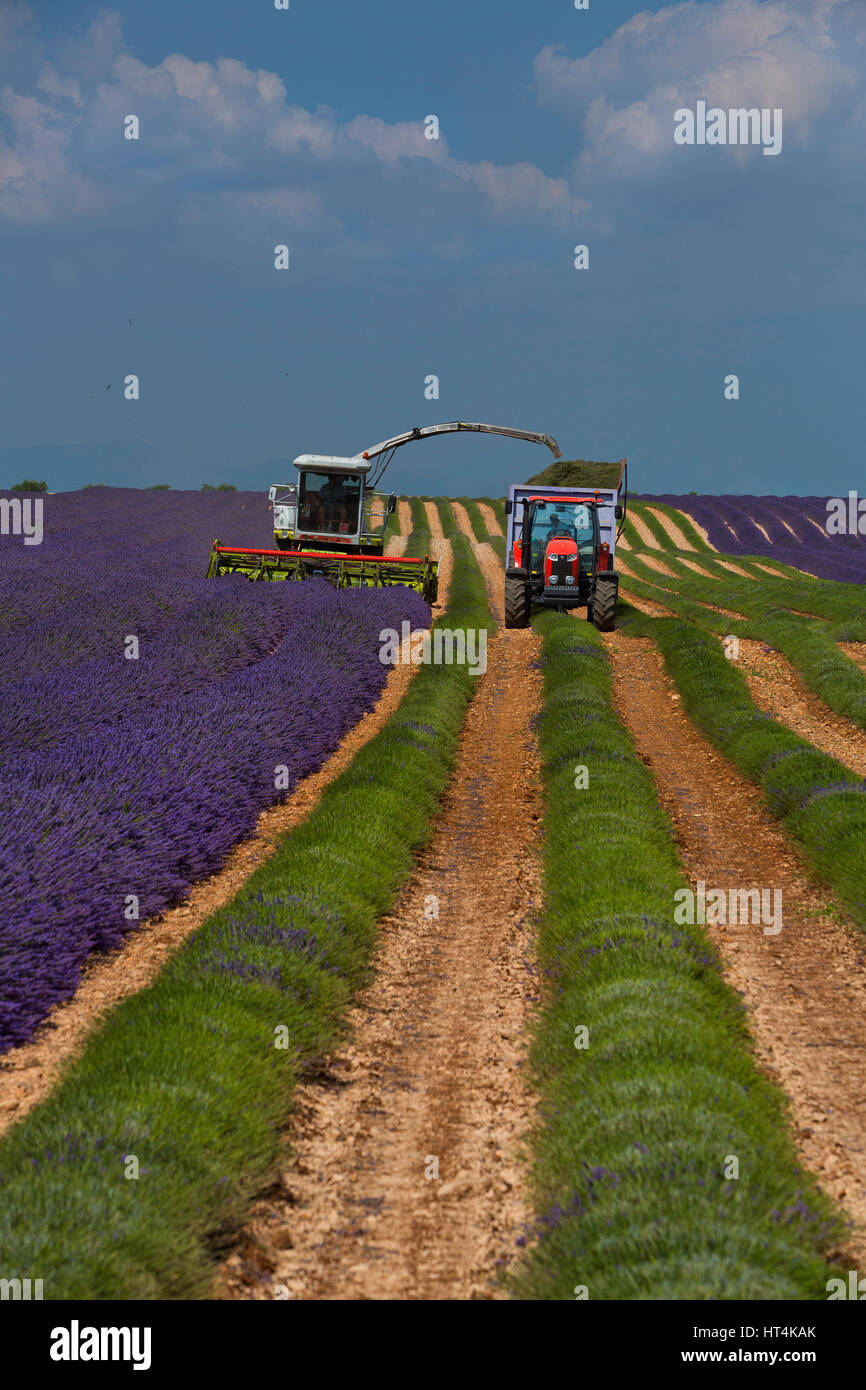 Harvesting lavender in Provence, France Stock Photo - Alamy