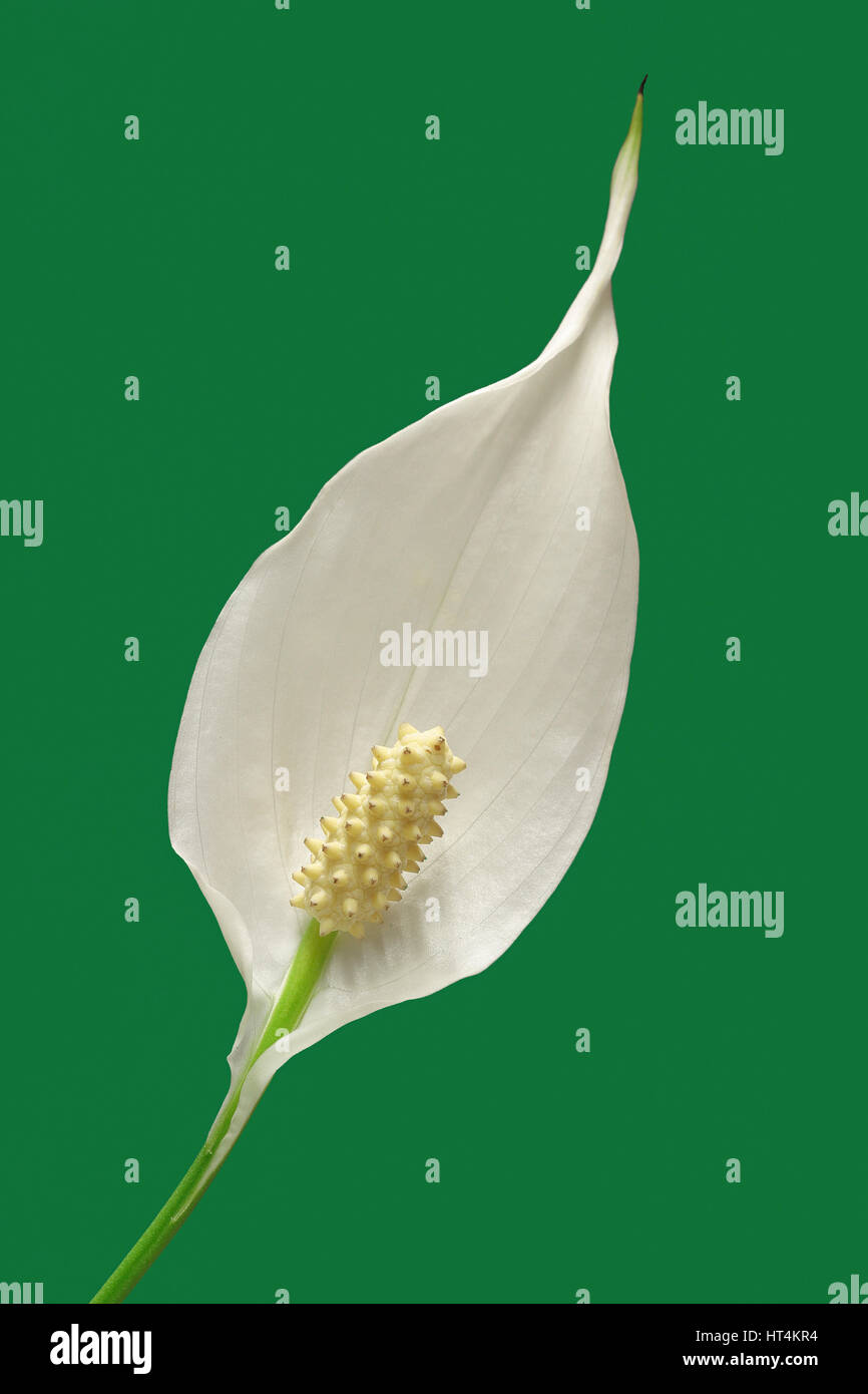 flower of peace lily plant on green background Stock Photo - Alamy