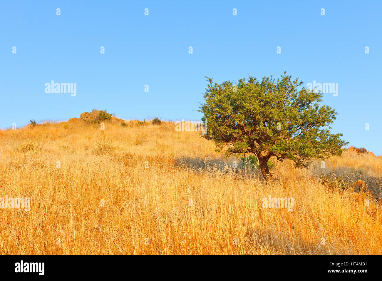 Single olive tree in meadow Stock Photo - Alamy