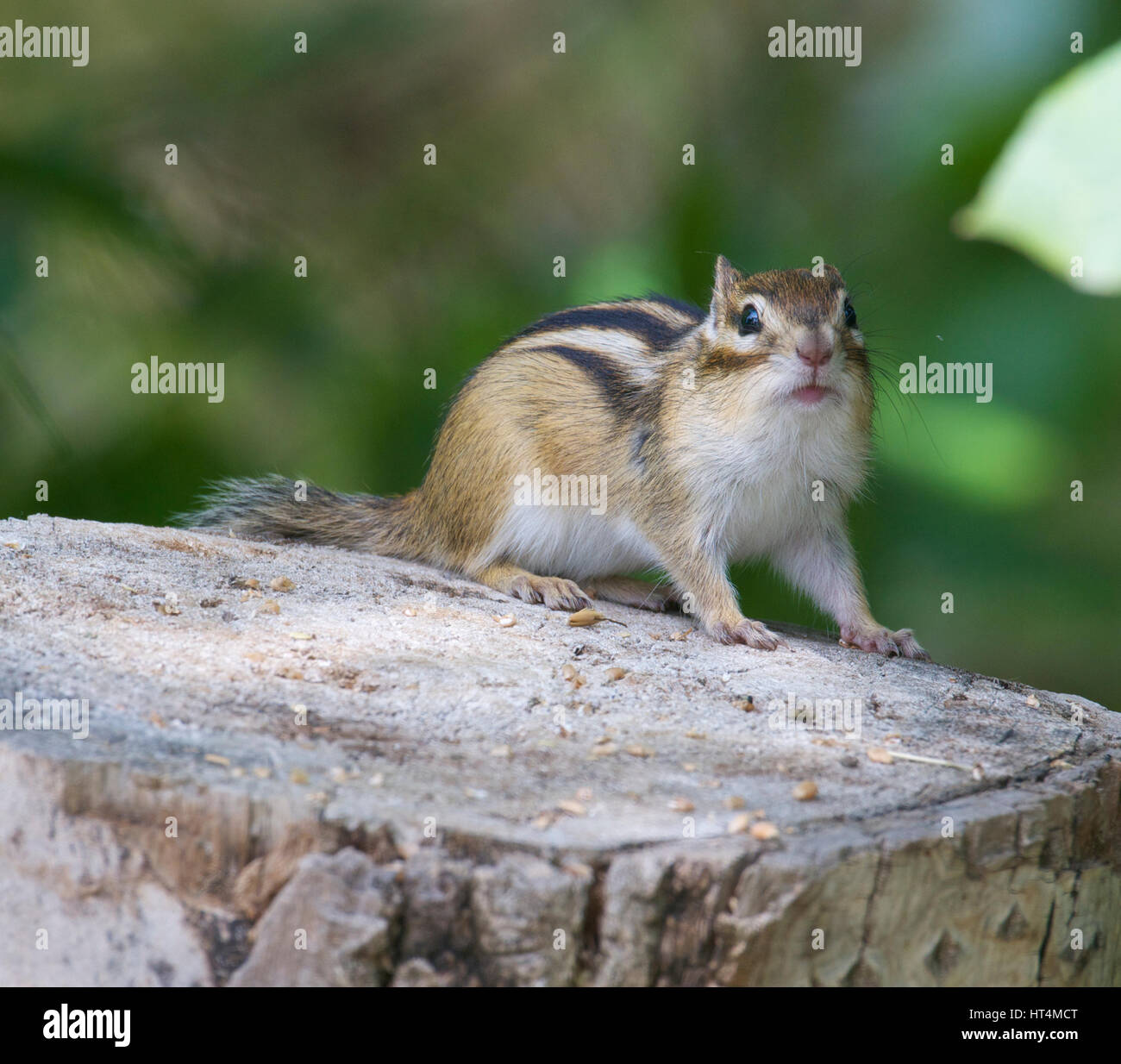 Siberian Chipmunk on log with green plants in background Stock Photo ...