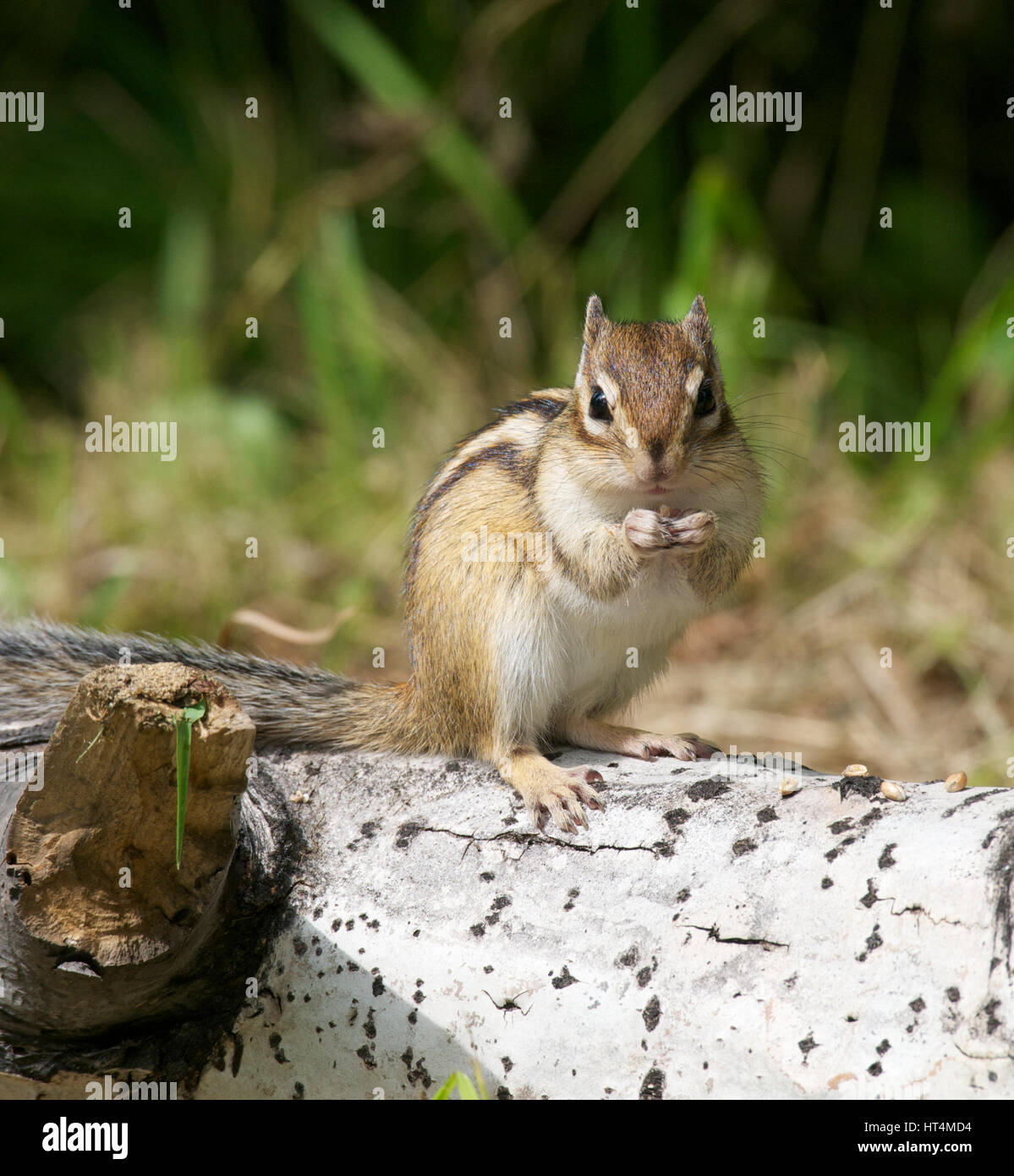 Siberian Chipmunk on log with green plants in background Stock Photo ...