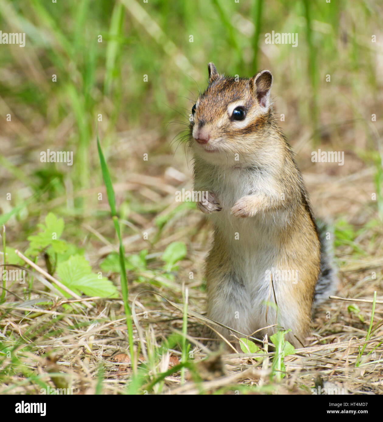 Siberian Chipmunk with green grass in background Stock Photo - Alamy