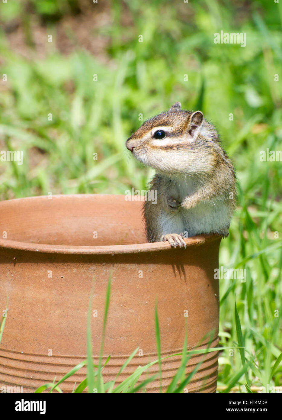 Siberian Chipmunk on side of clay vase in grass garden Stock Photo - Alamy