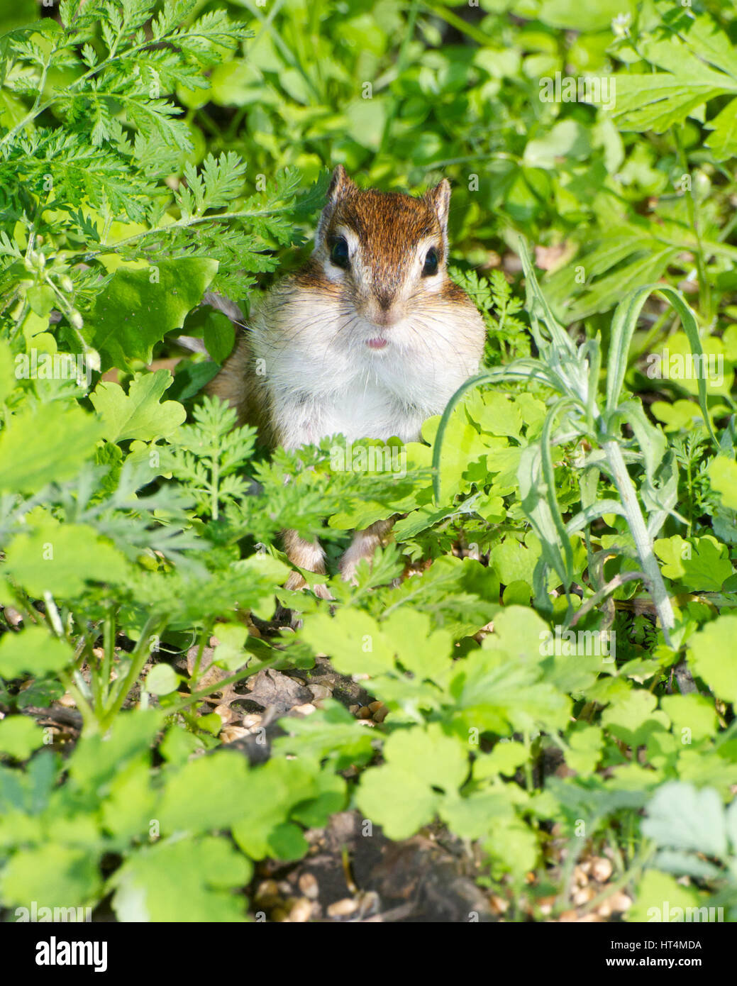 Siberian Chipmunk on flower and grass garden Stock Photo - Alamy