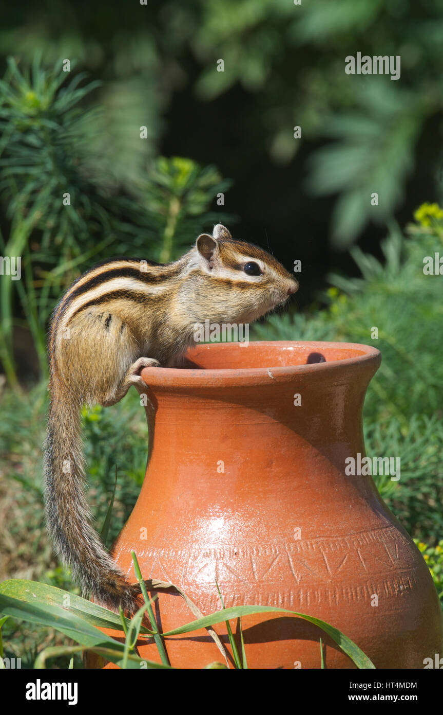 Chipmunk clay hi-res stock photography and images - Alamy