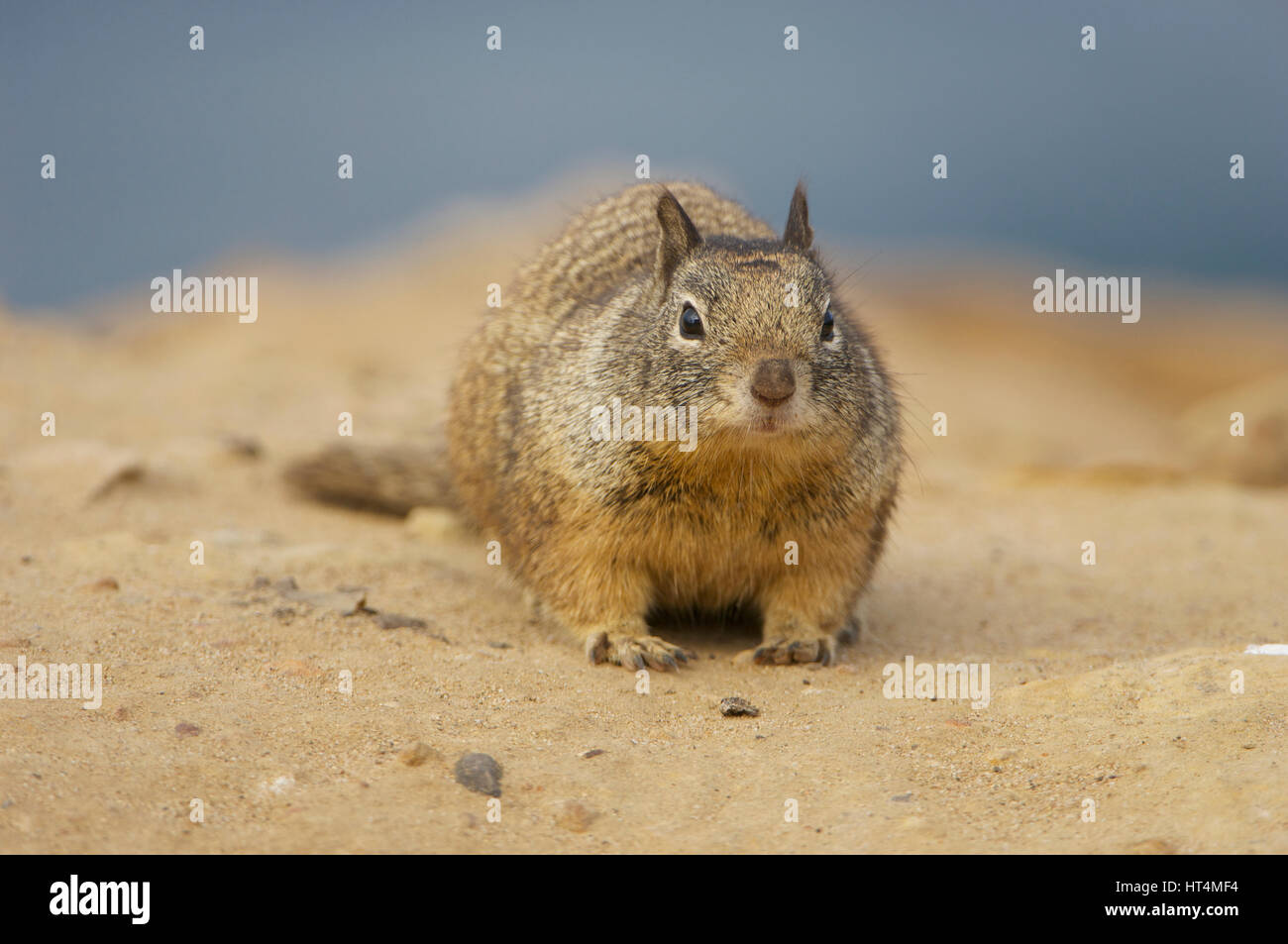 California Ground Squirrel in sand Stock Photo - Alamy