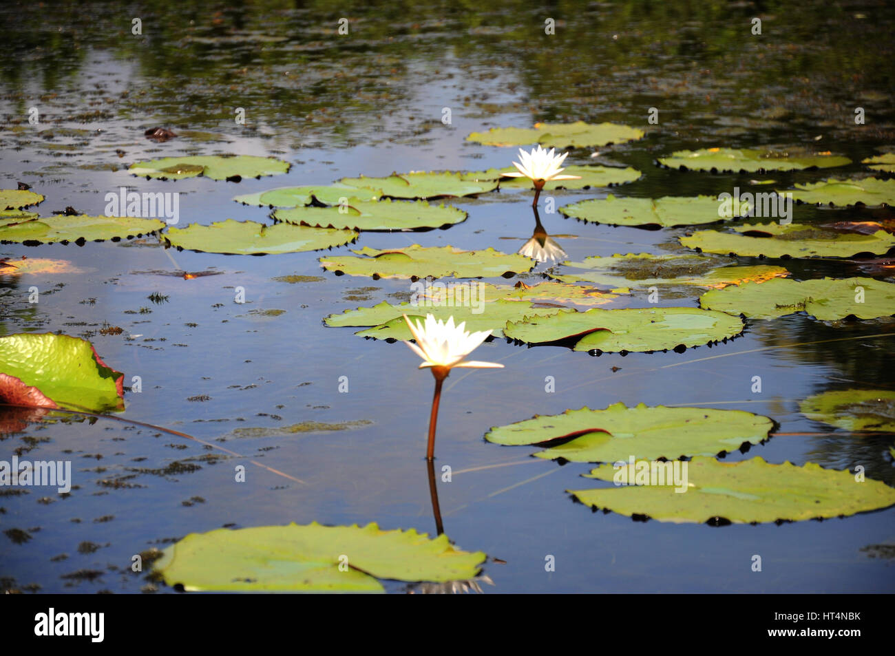 White Lotus Flowers In Water