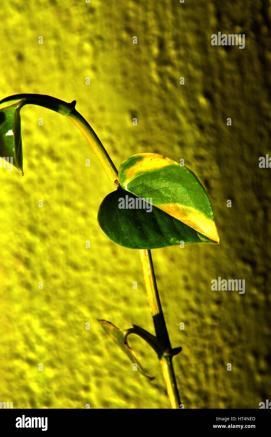 Single Plant green area, (Photo Copyright © by Saji Maramon Stock Photo ...