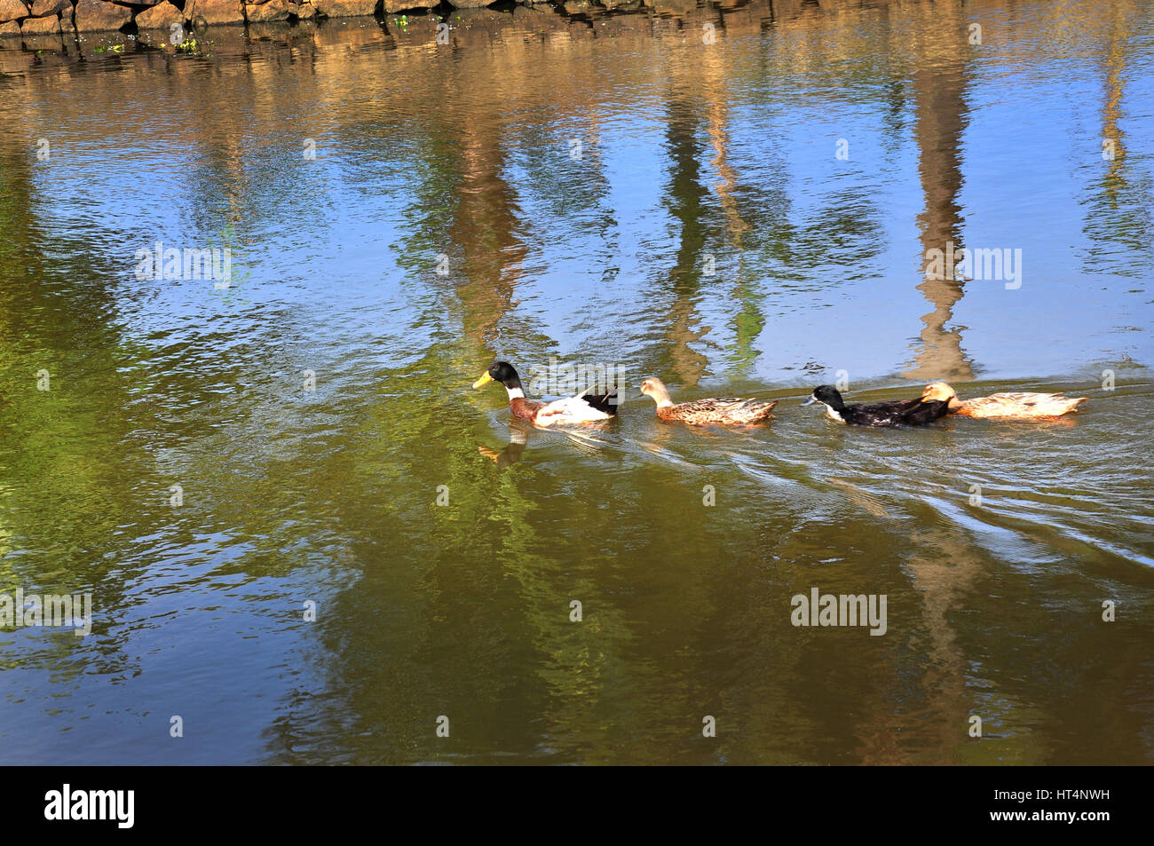 Duck farming in Kuttanad, Kerala, (Photo Copyright © by Saji Maramon ...