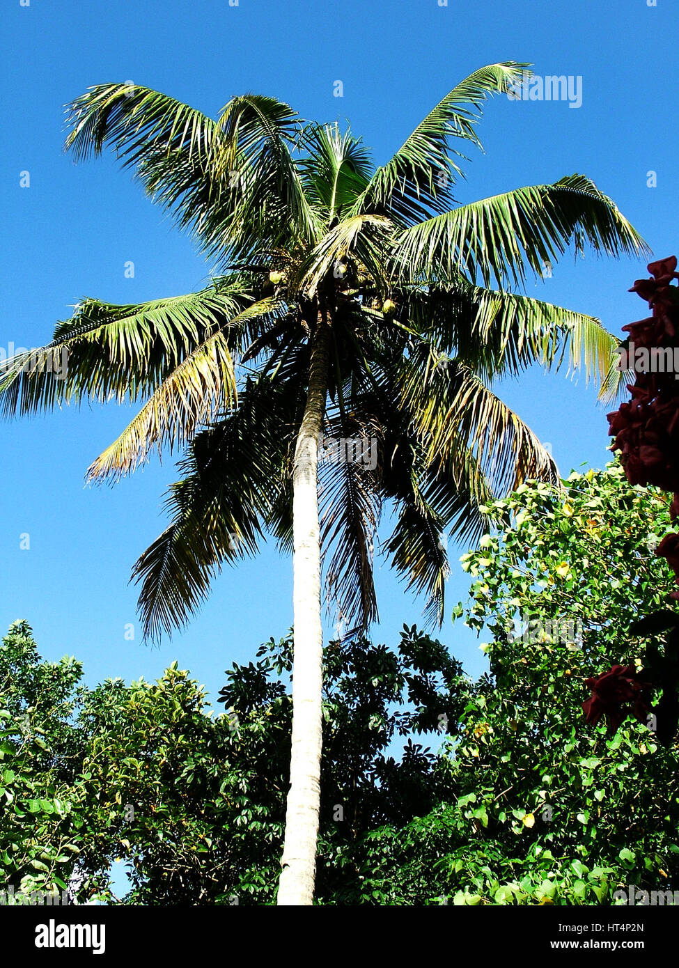 Kerala Coconut Tree, (Photo Copyright © by Saji Maramon Stock Photo - Alamy