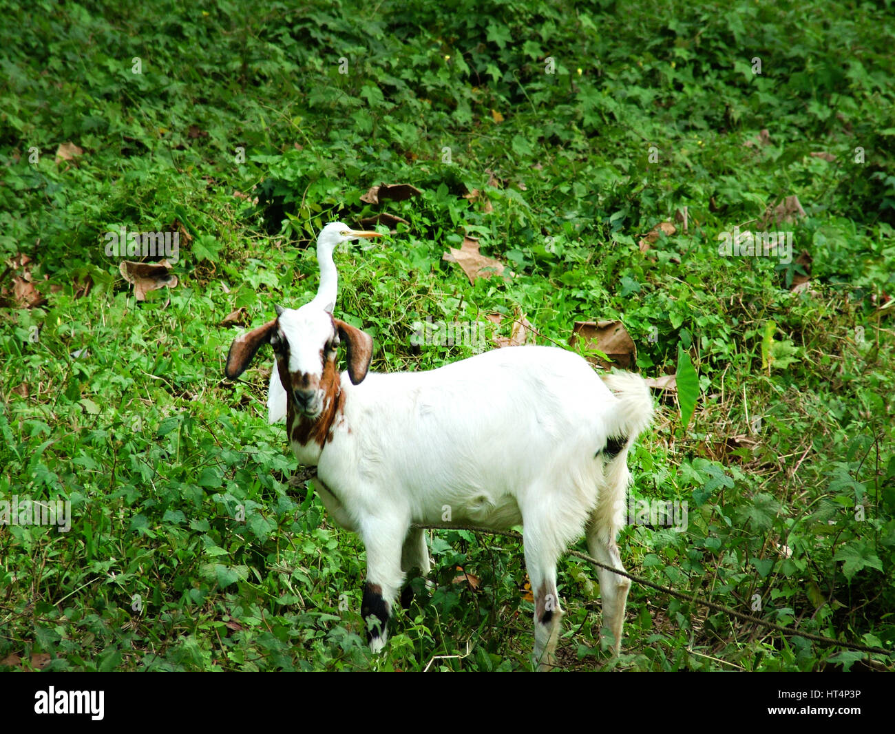 White Goat, Kerala (Photo Copyright © by Saji Maramon Stock Photo - Alamy