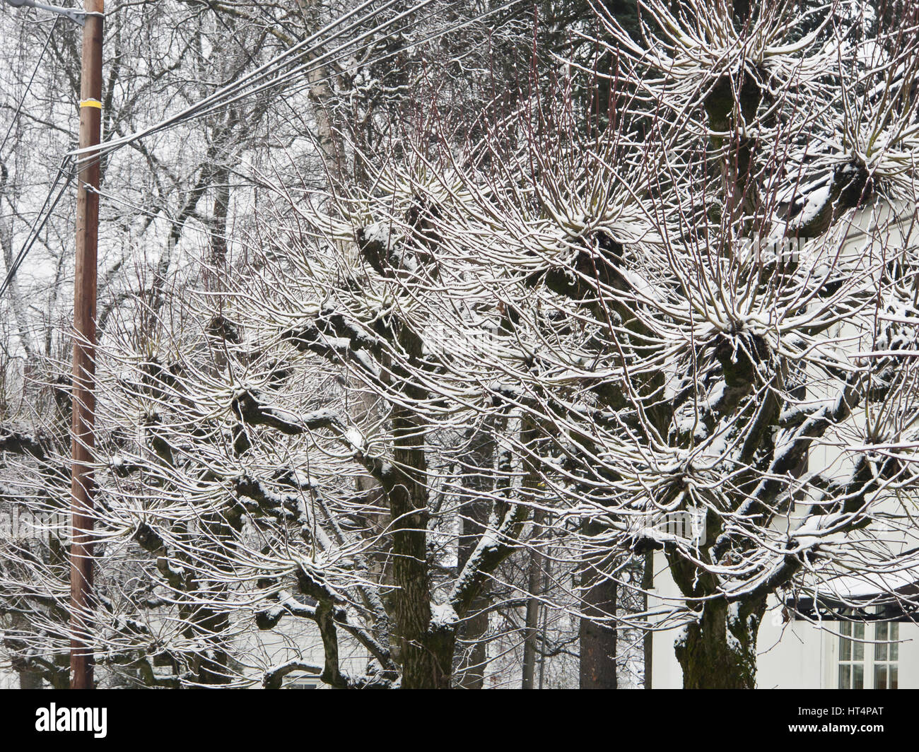 Pruned trees hi-res stock photography and images - Alamy