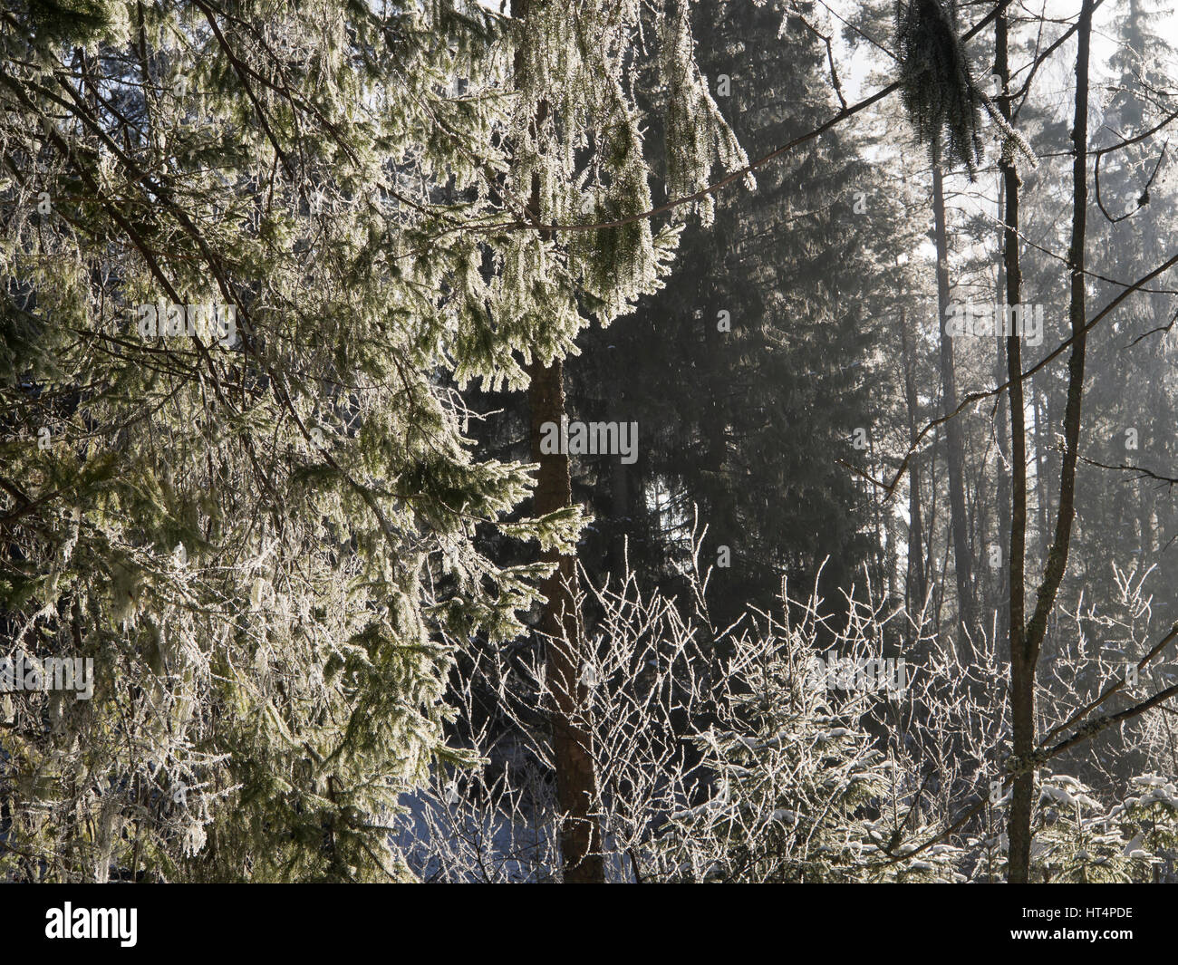 Norwegian boreal forest hi-res stock photography and images - Alamy
