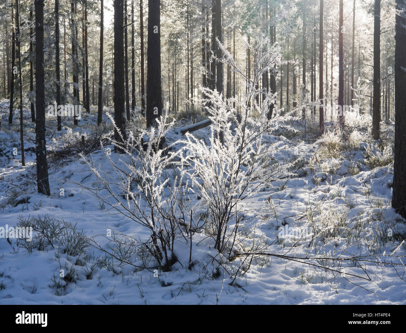 Norwegian boreal forest hi-res stock photography and images - Alamy