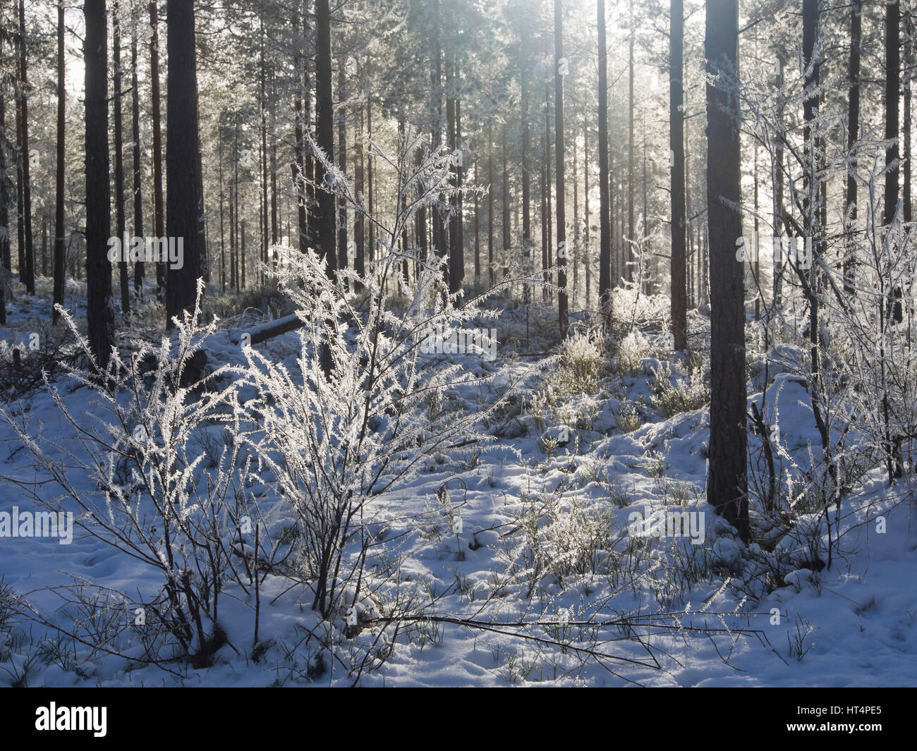 Norwegian boreal forest hi-res stock photography and images - Alamy