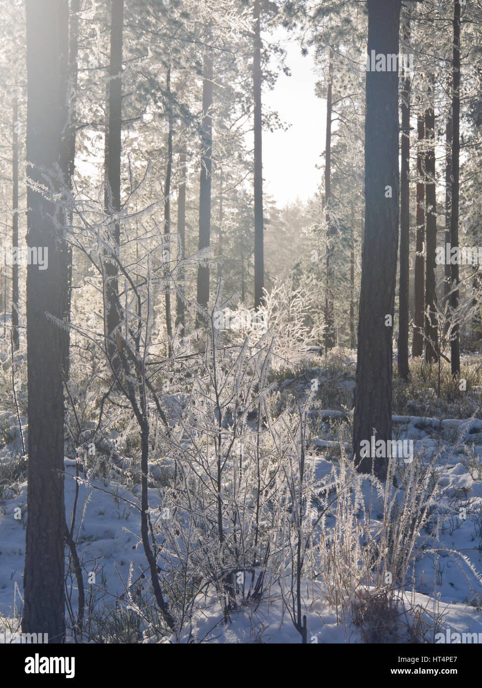 Backlit winter forest on the outskirts of the Norwegian capital Oslo ...
