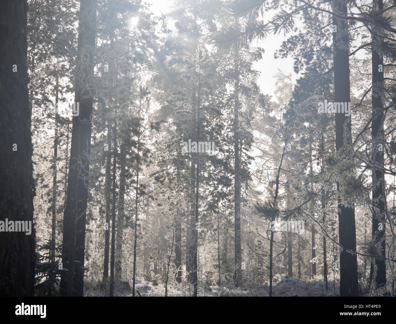 Backlit winter forest on the outskirts of the Norwegian capital Oslo ...
