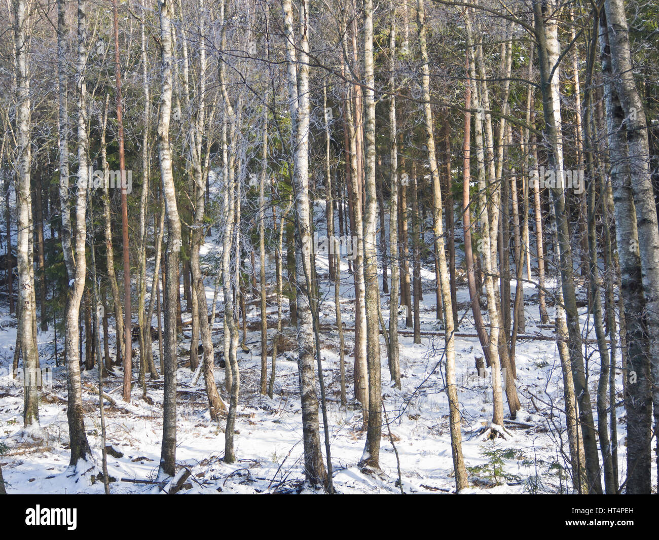 Trunks of birch trees and snow on the ground, with sunlight it gives an ...