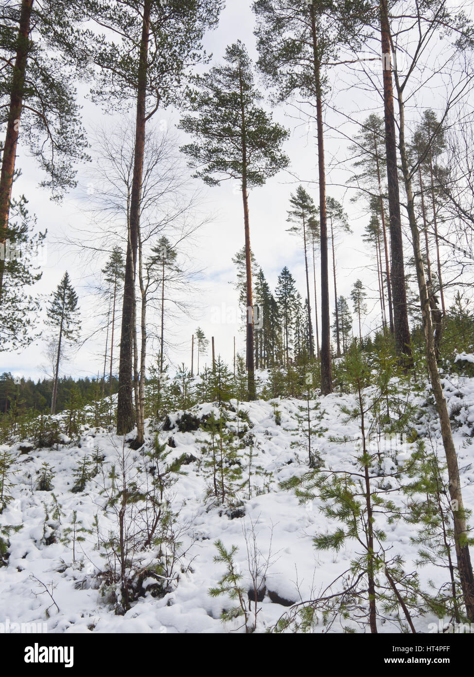Boreal coniferous forest hi-res stock photography and images - Alamy