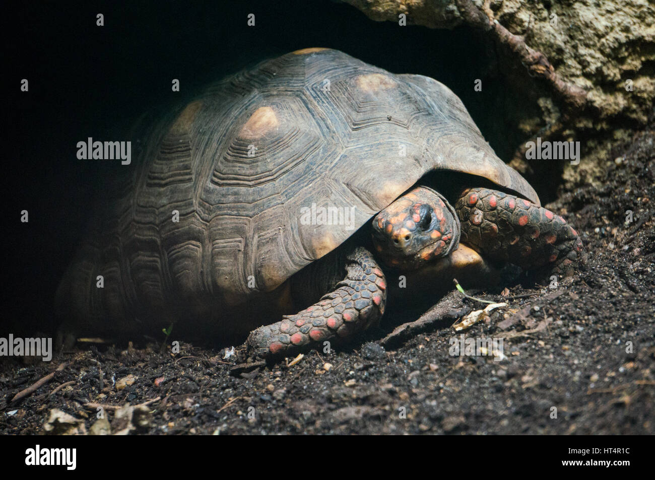 Red footed tortoise. The turtle is about to climb out of his cave Stock ...